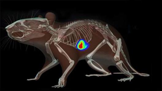 Cell Analysis Solutions | Revvity